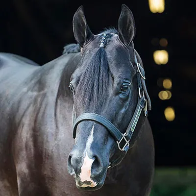 Your Ultimate Stallion Comparison Tool | StallionCompare.com