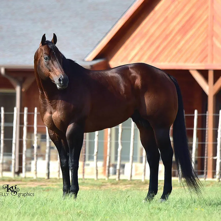 Mr Elusive 1998 Stallion | Horse Profile | Pedigree | StallionCompare.com