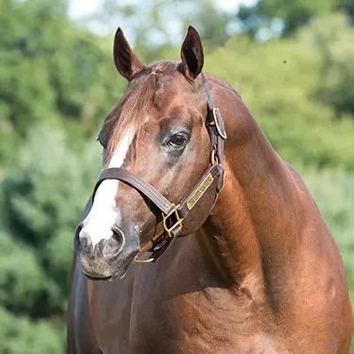 Your Ultimate Stallion Comparison Tool | StallionCompare.com