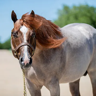 Your Ultimate Stallion Comparison Tool | StallionCompare.com