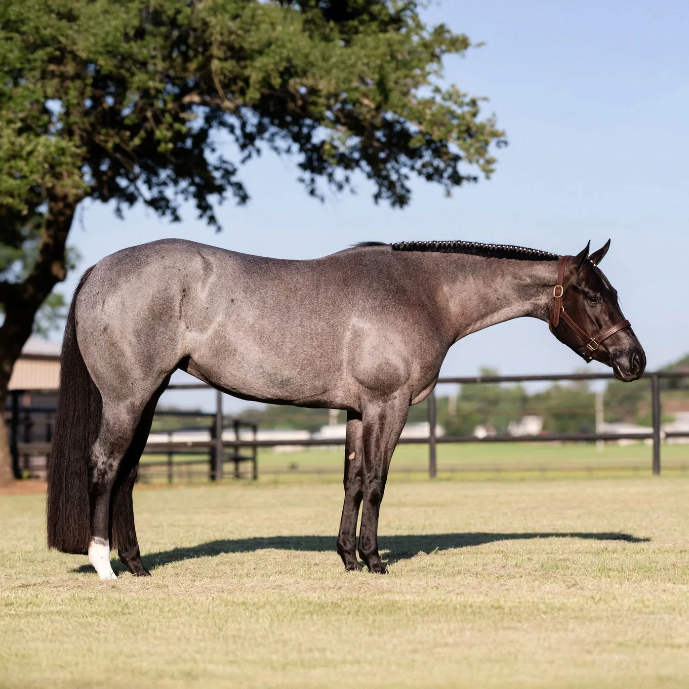 Your Ultimate Stallion Comparison Tool | StallionCompare.com