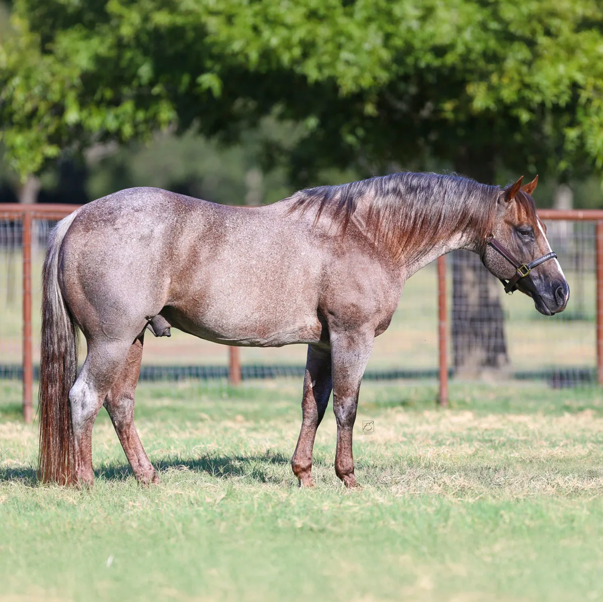 Gone Commando Finds New Home in Tennessee with Katie Van Slyke, an ...