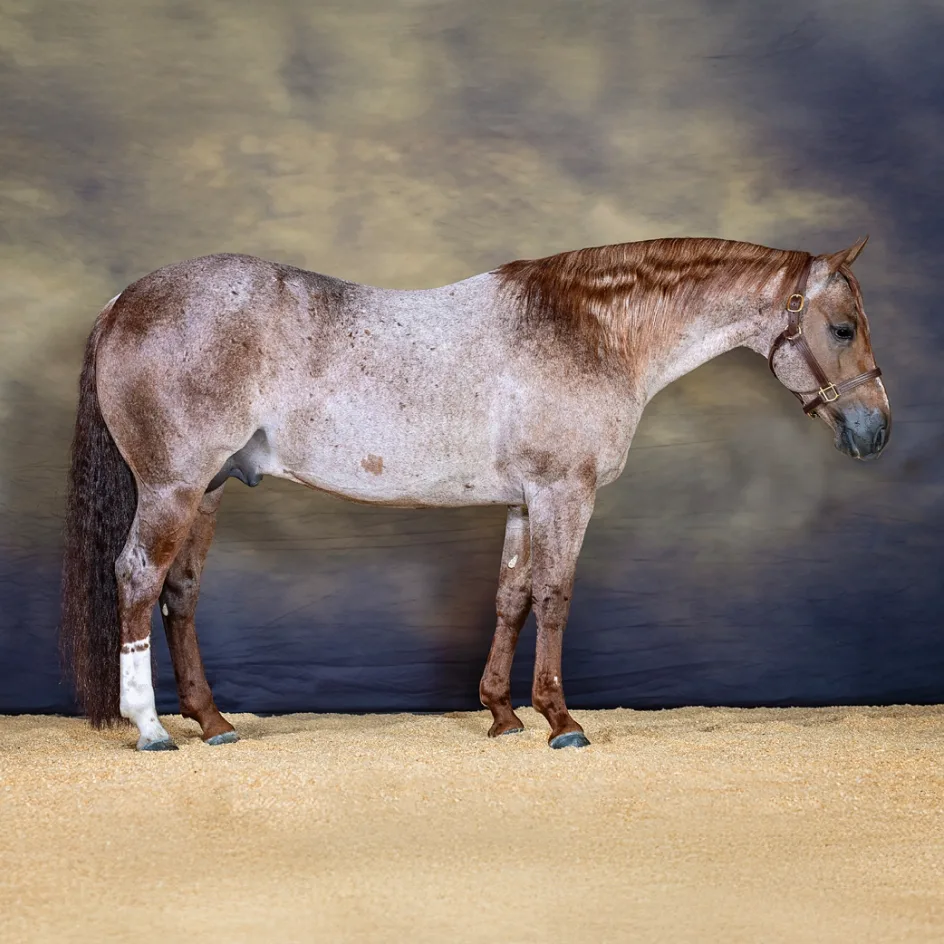 Excitement Builds: Meet the Judges for the 2025 All American Quarter ...