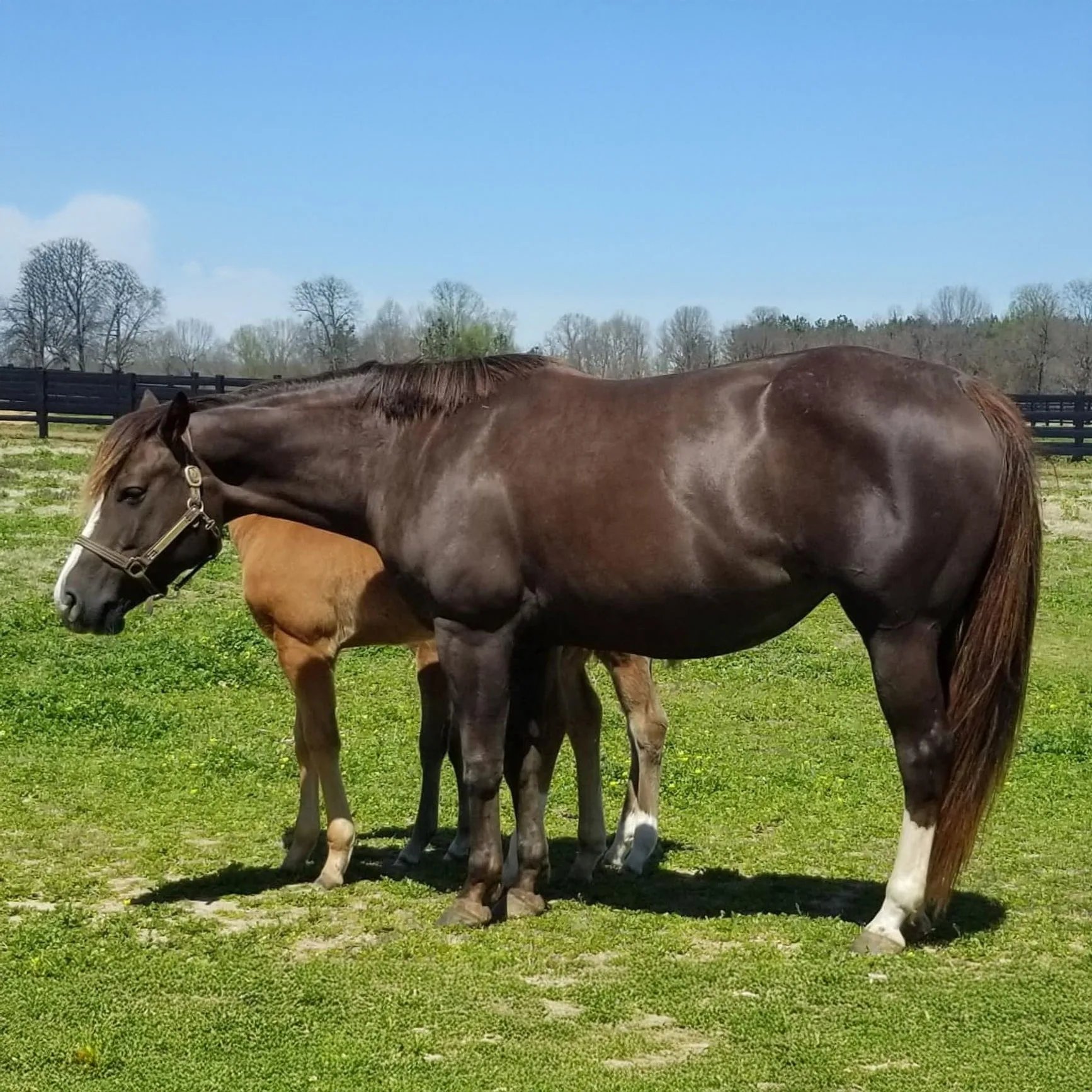 Racing’s Future Shines at the 2025 Heritage Place Yearling Sale, an ...