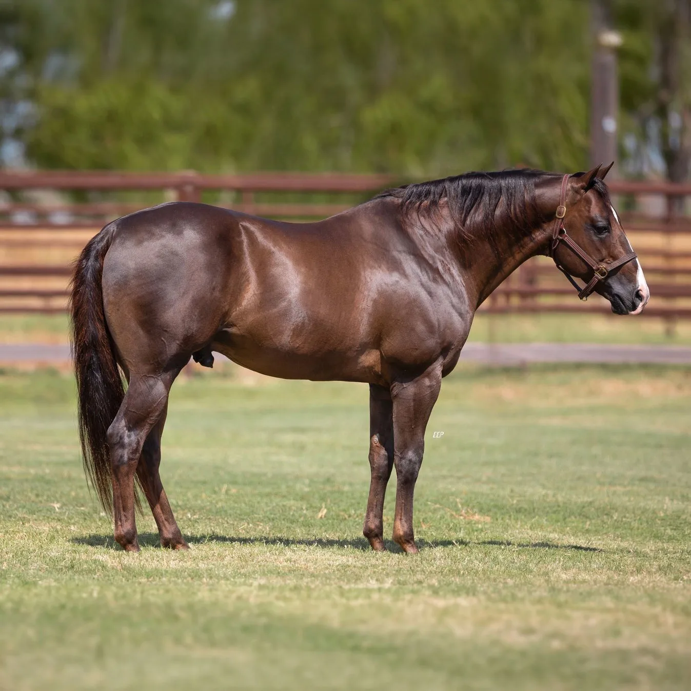 2025 Teton Ridge Sale Results – $28M in Record-Breaking Western ...