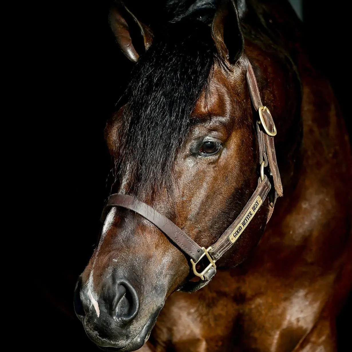 2025 NRCHA Snaffle Bit Futurity Sales — Full Results & Leading Sires ...