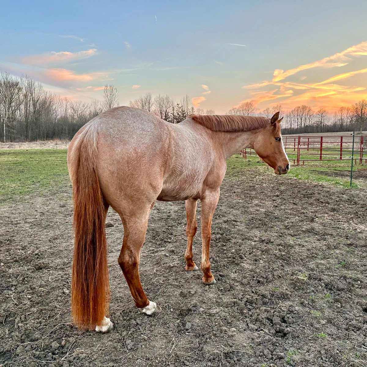 Your Ultimate Stallion Comparison Tool | StallionCompare.com