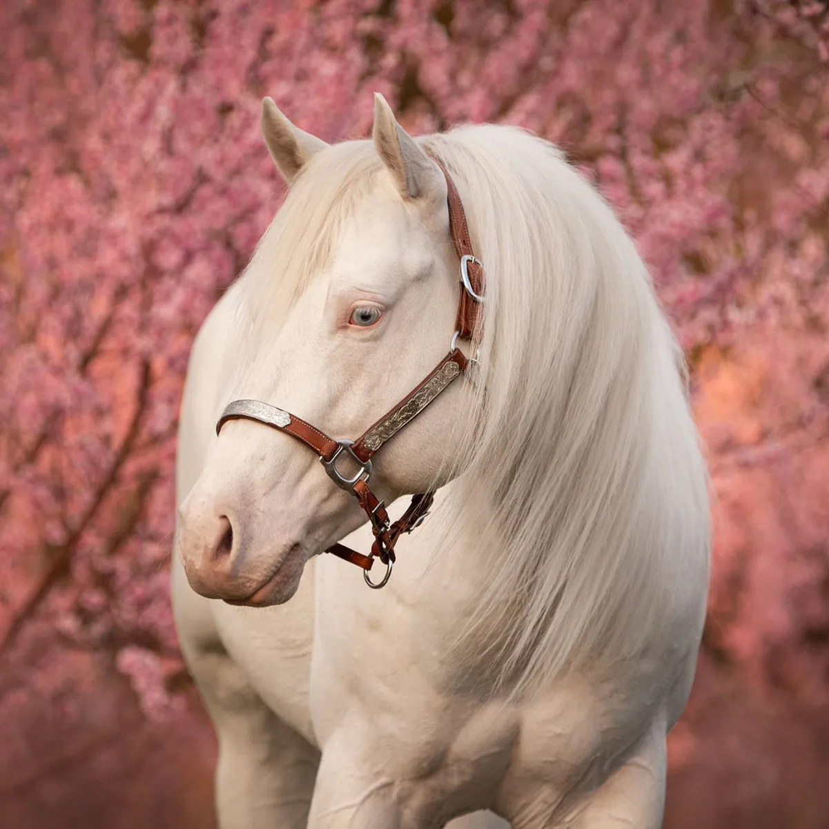 Your Ultimate Stallion Comparison Tool | StallionCompare.com