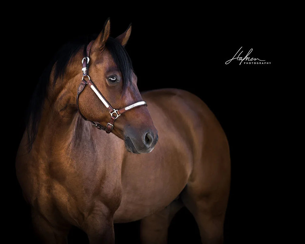 Magic Einstein Quarter Horse (AQHA ) Stallion Listing | Magic Einstein ...