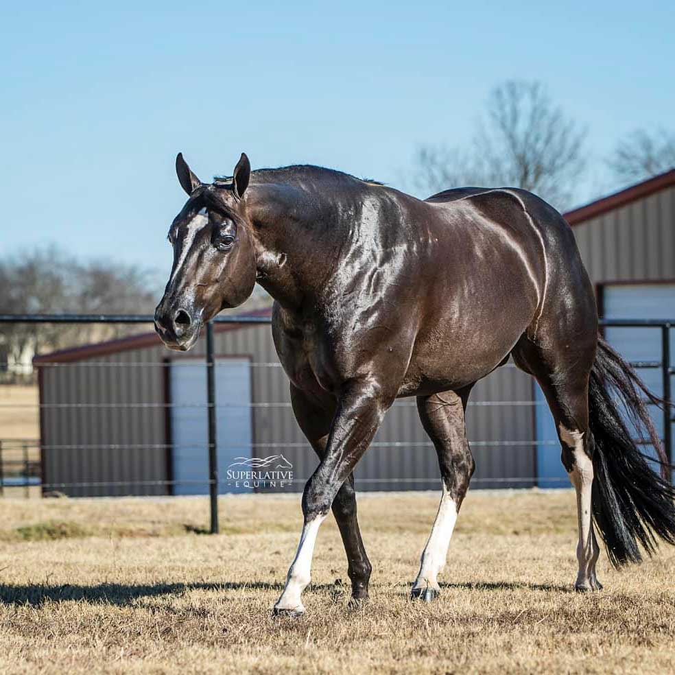 Gone Commando Finds New Home in Tennessee with Katie Van Slyke, an ...