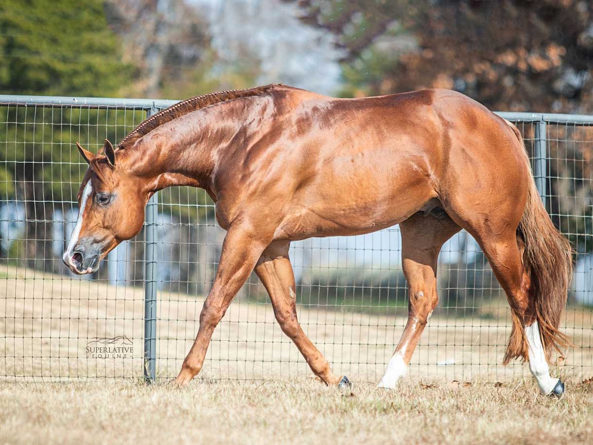 Certainly a Vision Quarter Horse (AQHA /APHA) Stallion Listing ...