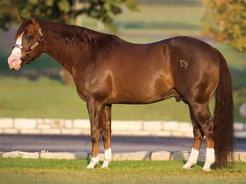 Gunnatrashya Quarter Horse (AQHA /APHA/NRHA) Stallion Listing ...