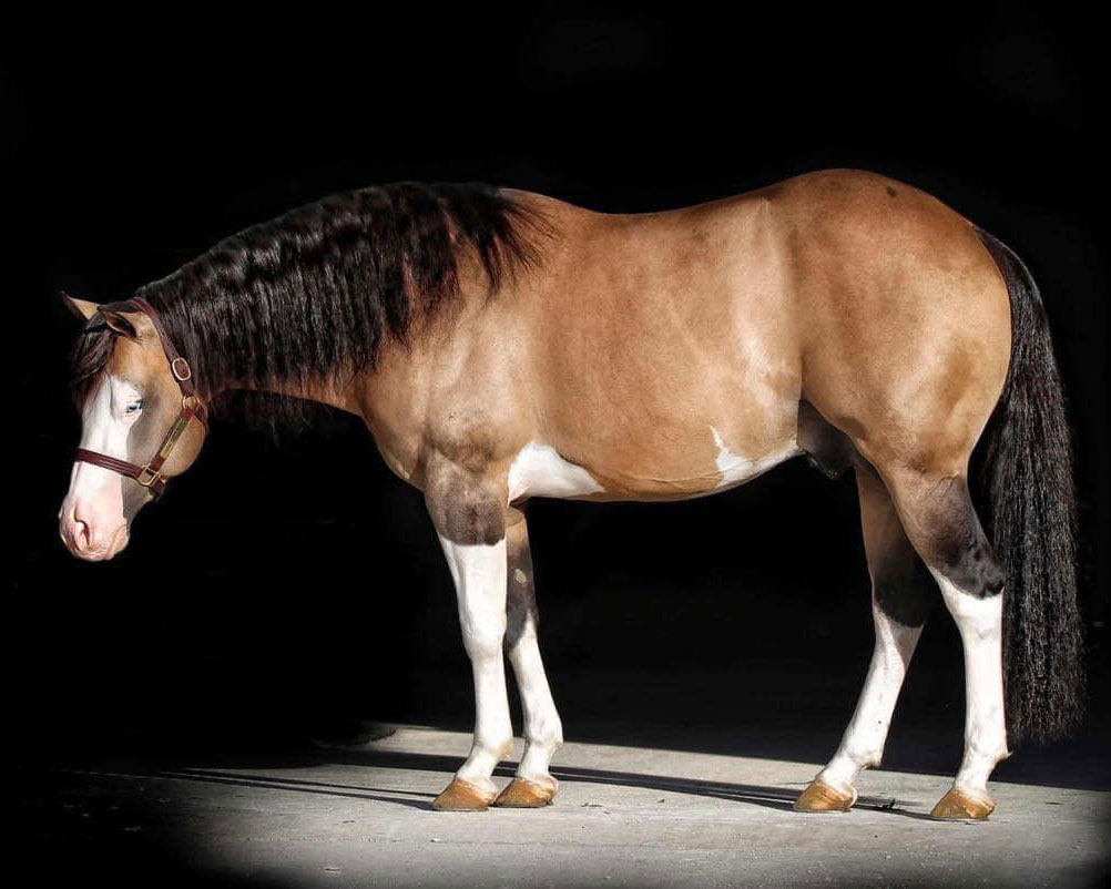 Gunner Dun It Again Quarter Horse (AQHA /APHA) Stallion Listing ...