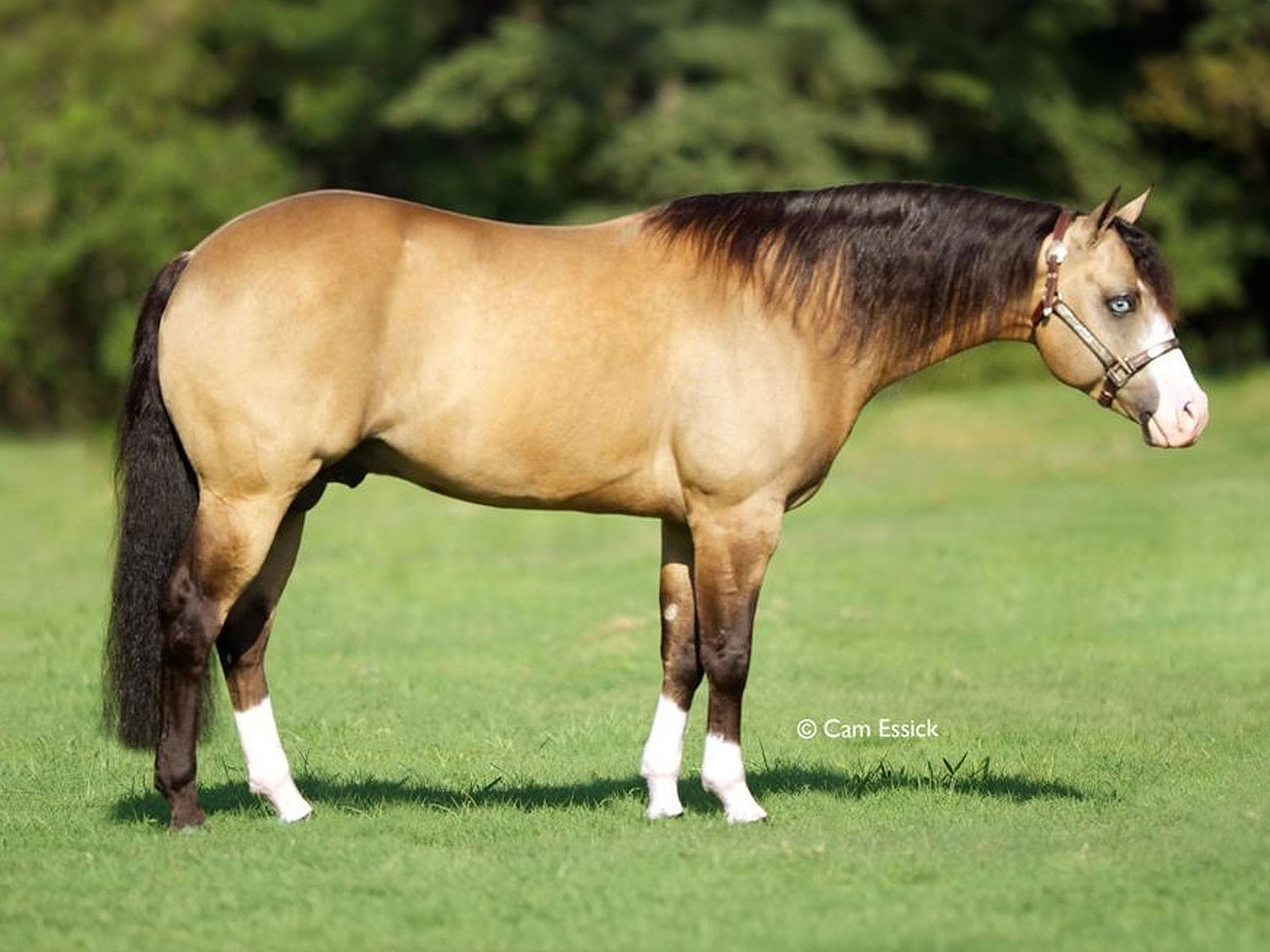 HF Mobster Quarter Horse (AQHA /APHA) Stallion Listing | HF Mobster ...