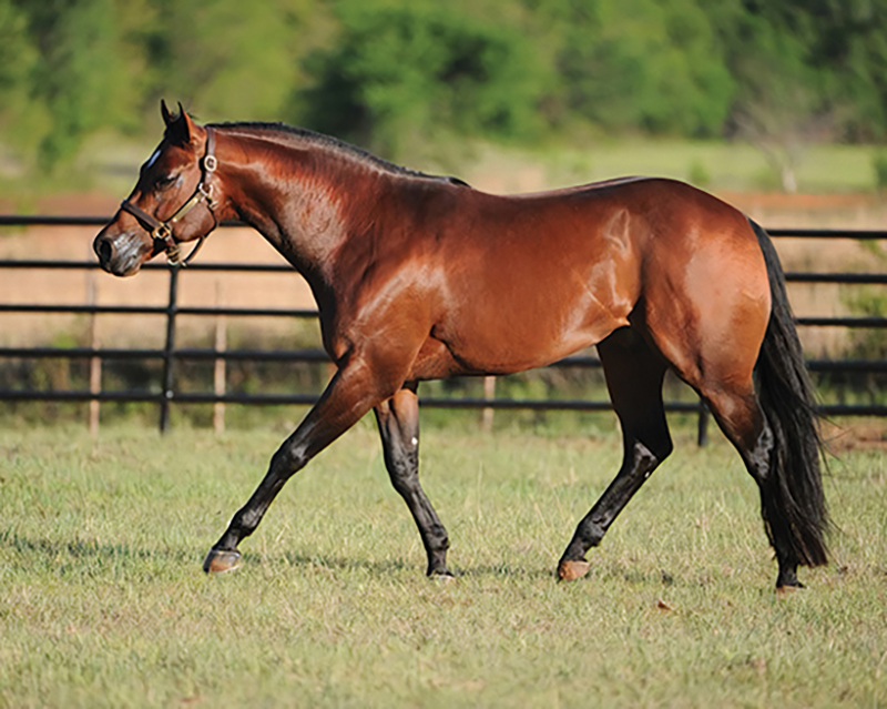 Machine Made Quarter Horse (AQHA ) Stallion Listing | Machine Made Stud ...