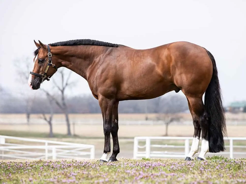 The Born Legacy Quarter Horse (AQHA ) Stallion Listing | The Born ...