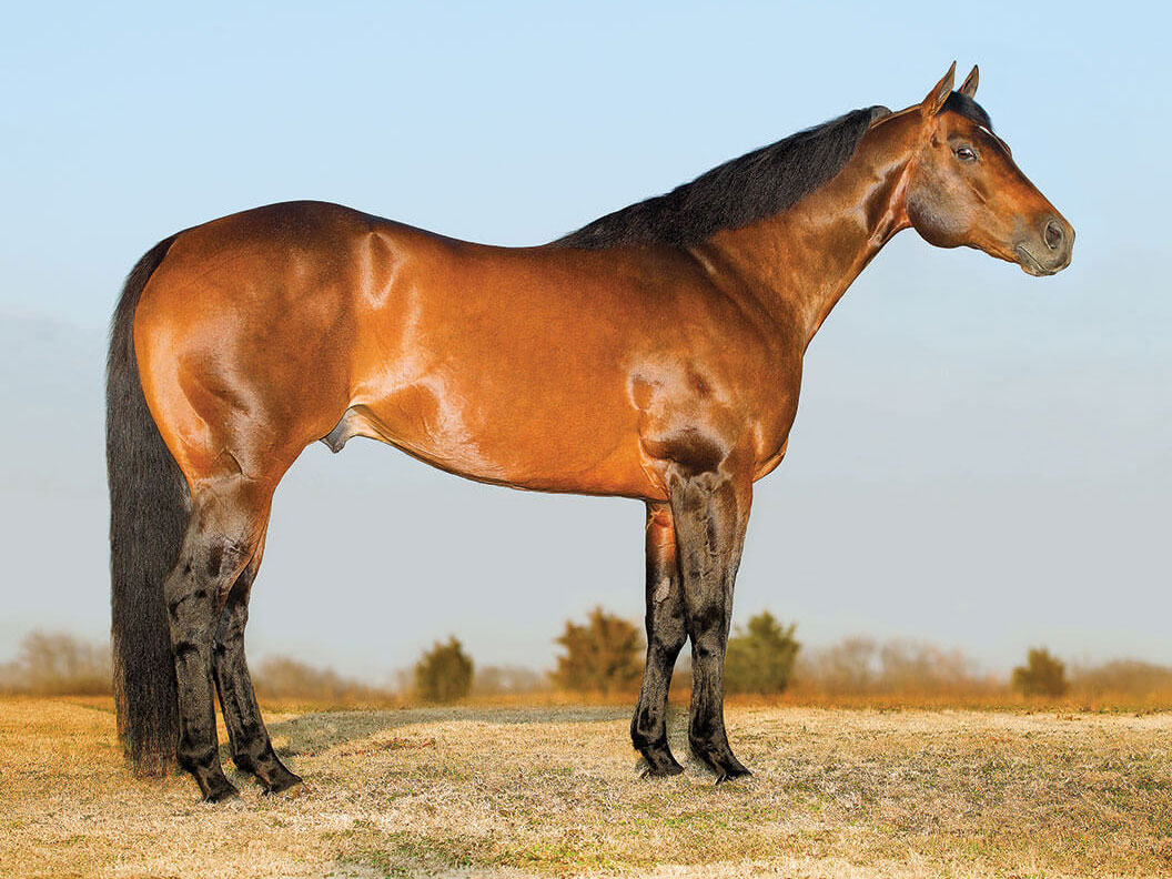 Tres Seis Quarter Horse (AQHA /APHA) Stallion Listing | Tres Seis Stud ...