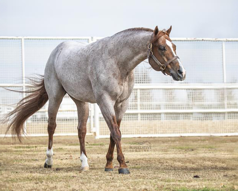 VS Code Red Quarter Horse (AQHA ) Stallion Listing | VS Code Red Stud ...