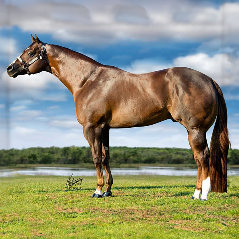 Your Ultimate Stallion Comparison Tool | StallionCompare.com