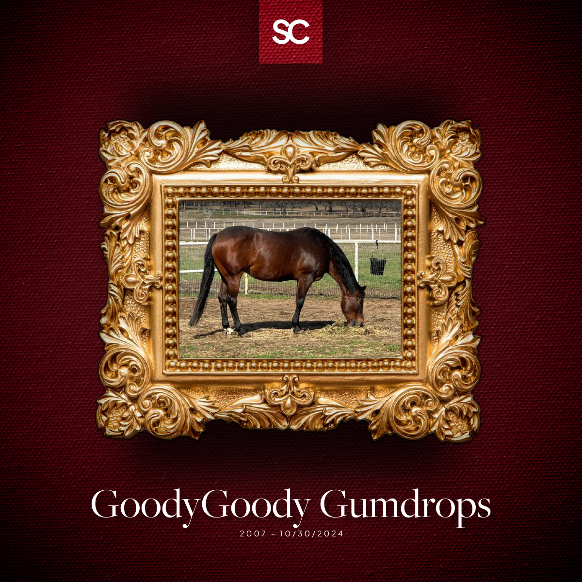 Goodygoody Gumdrops | StallionCompare.com
