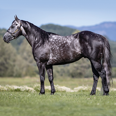 Select Stallion Stakes Details | StallionCompare.com