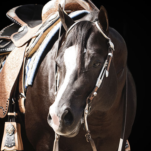 APHA Breeders' Futurity Gold Details | StallionCompare.com