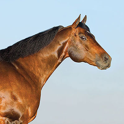 Select Stallion Stakes Details | StallionCompare.com