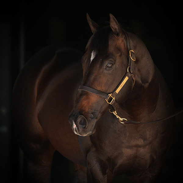 Select Stallion Stakes Details | StallionCompare.com