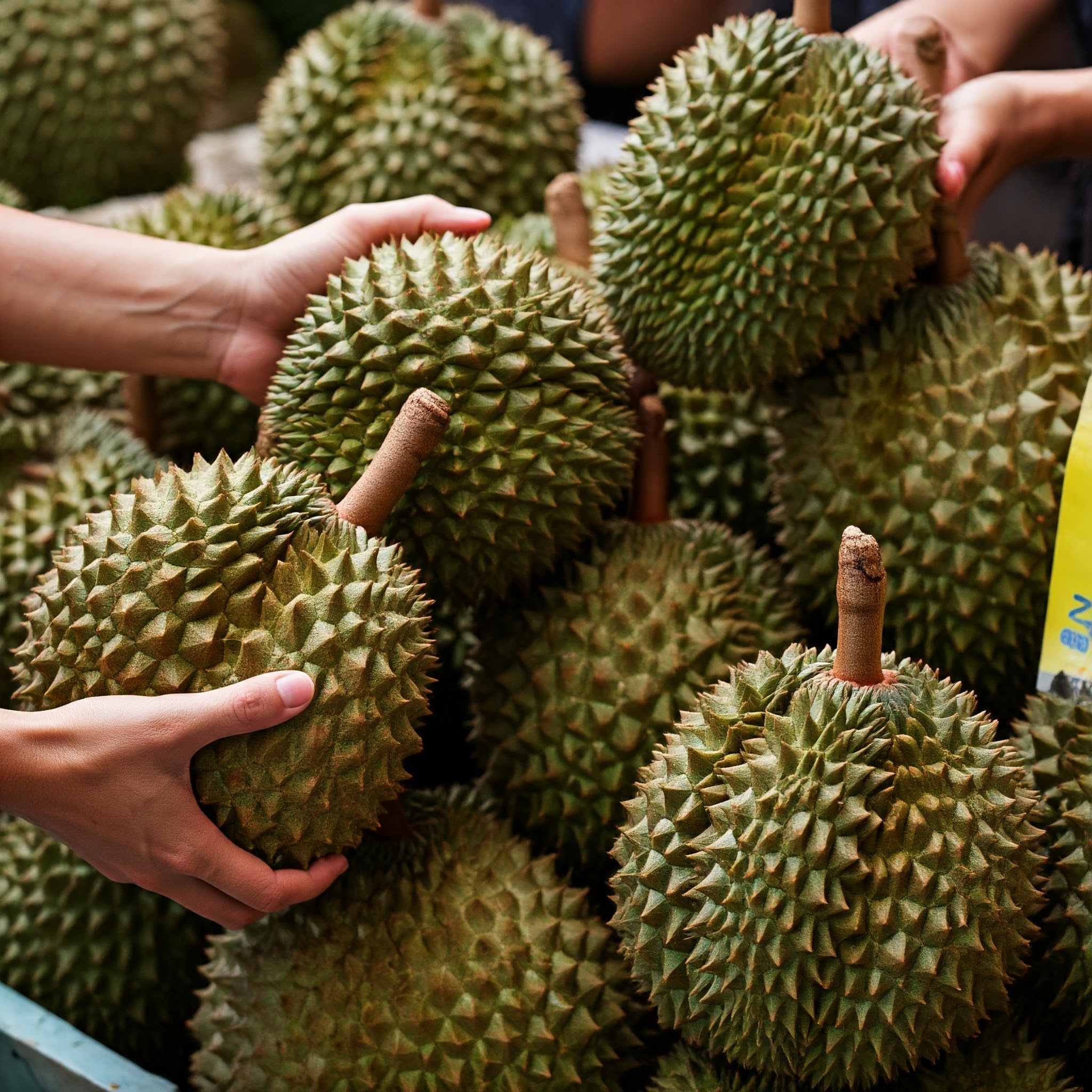 Durian Sultan