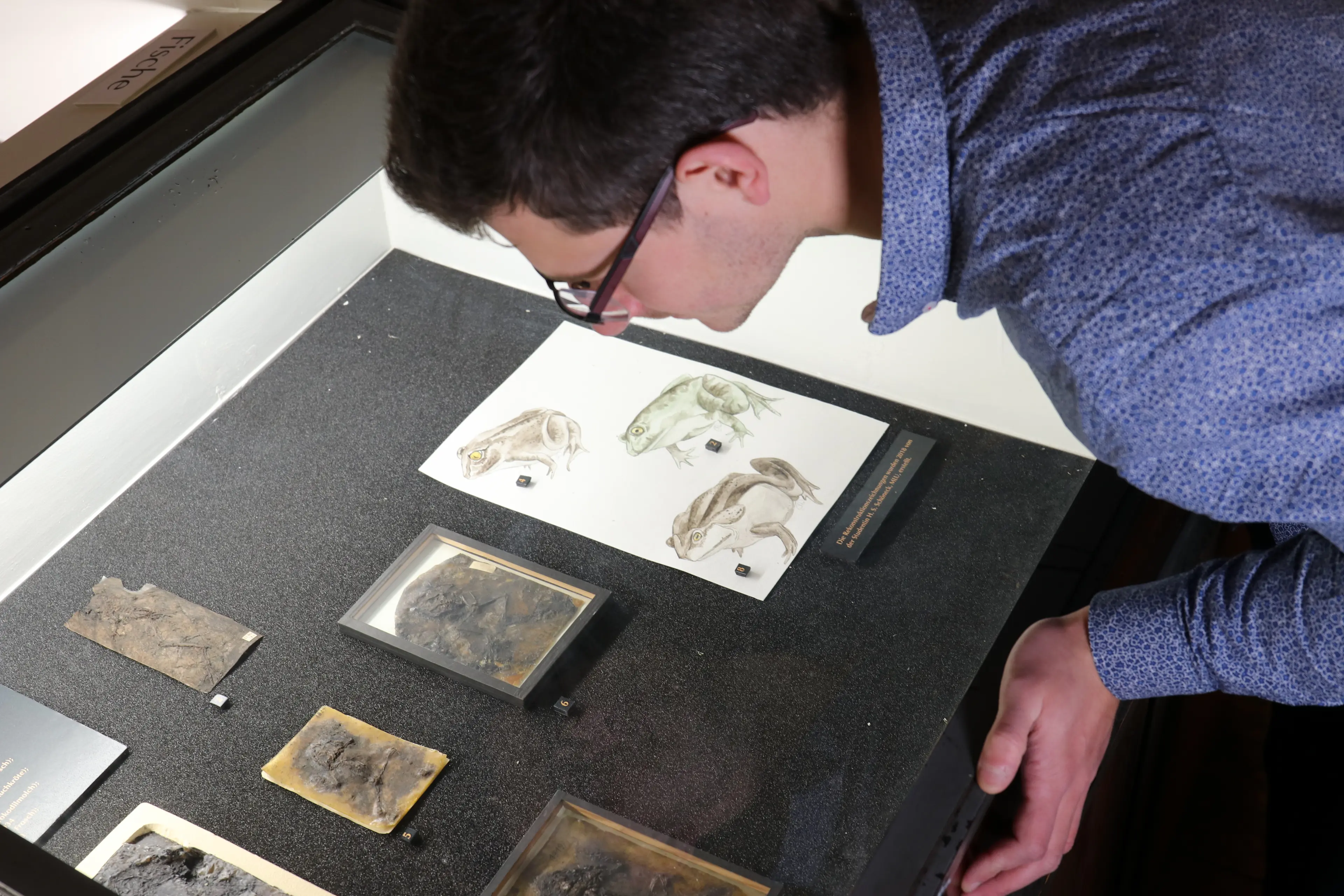 Ancient frogs in mass grave died from too much sex – new research | t2 ...