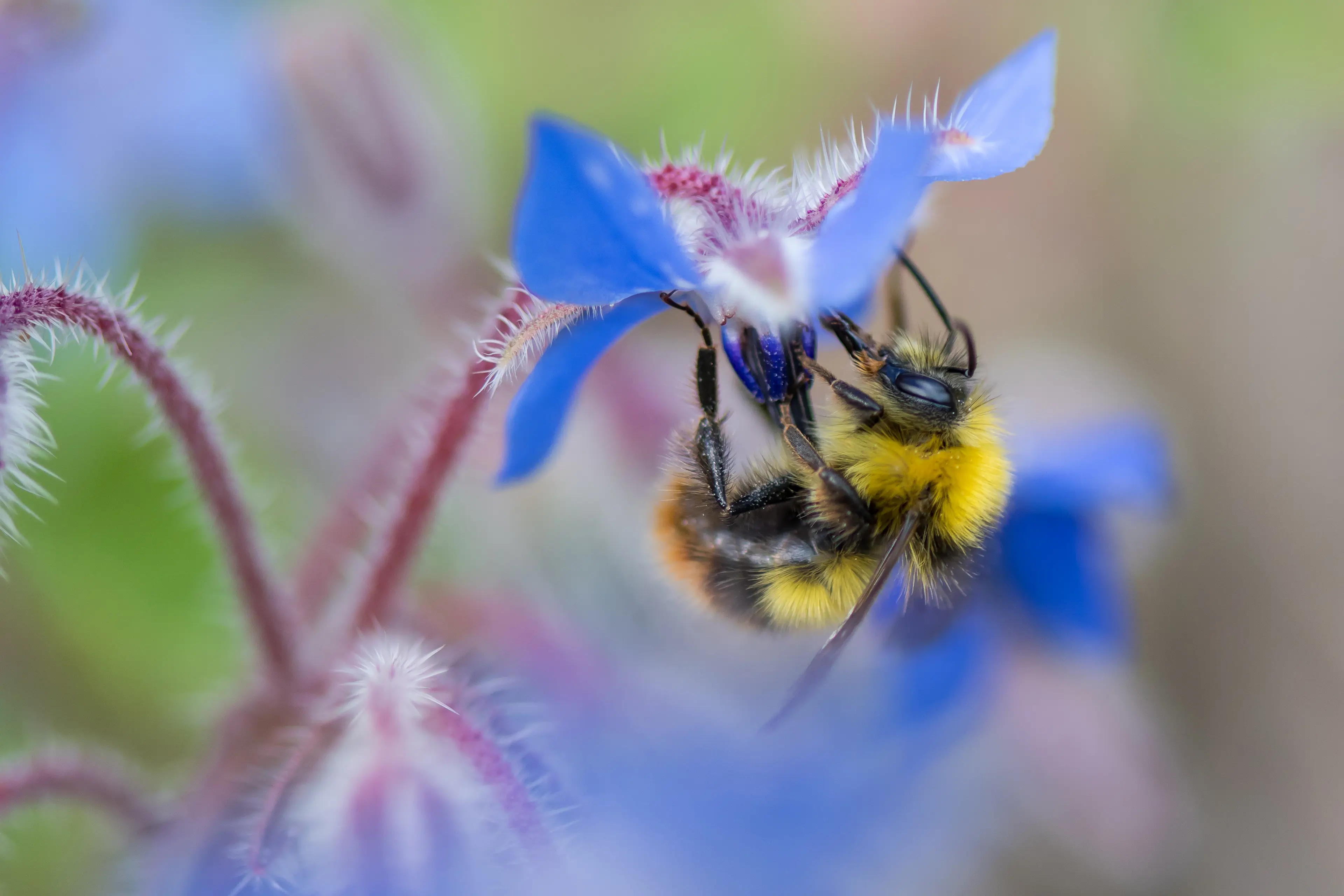 Insect declines, and how rewilding your garden can help | t2.world
