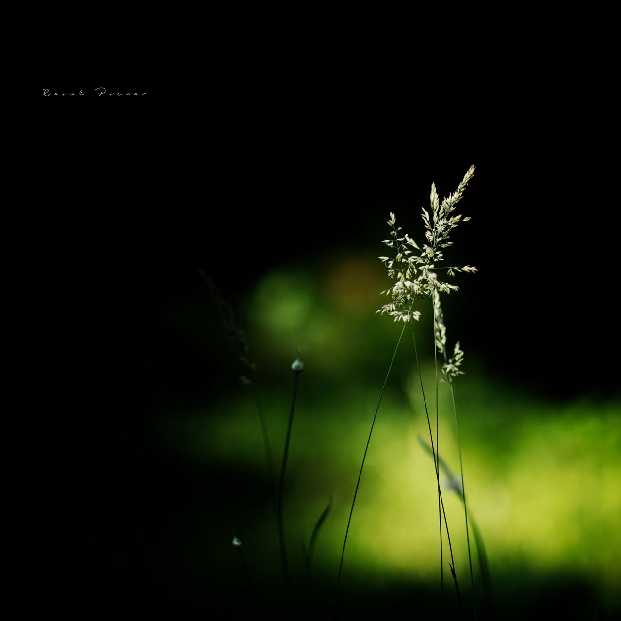 So fragile are the beautiful things | t2.world