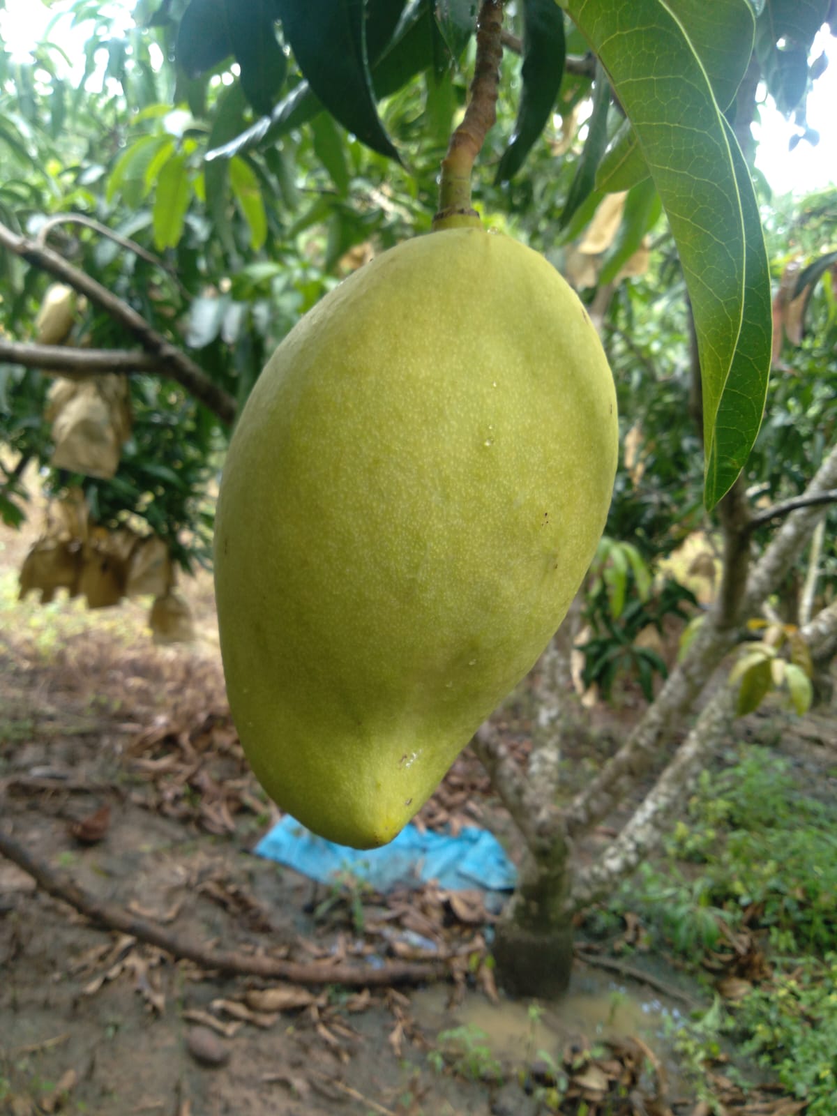 TJC Mangoes - Premium Sri Lankan TJC Mango for Export & Local Trade