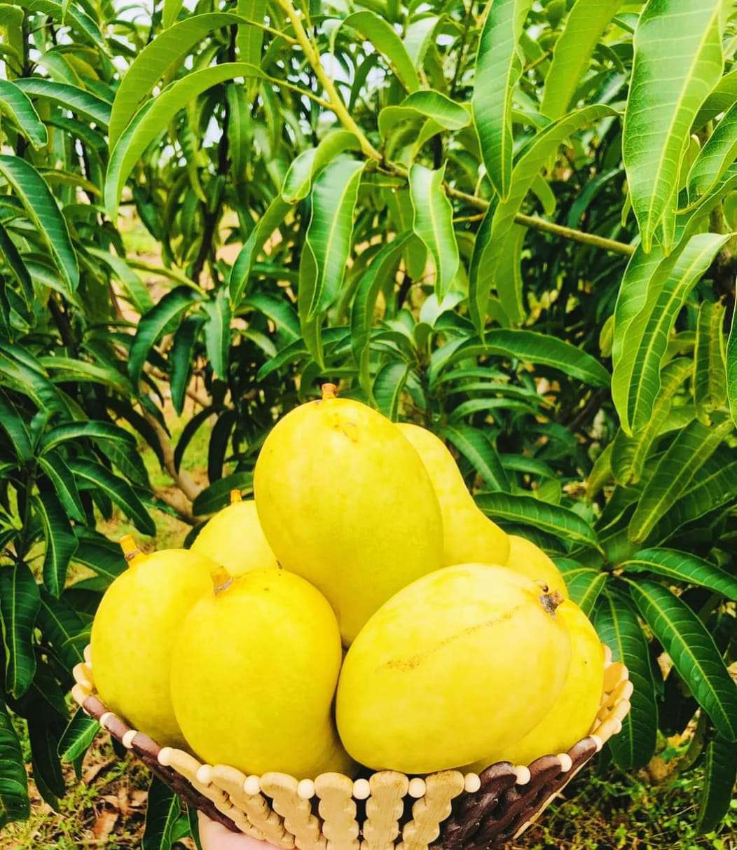 TJC Mangoes - Premium Sri Lankan TJC Mango for Export & Local Trade