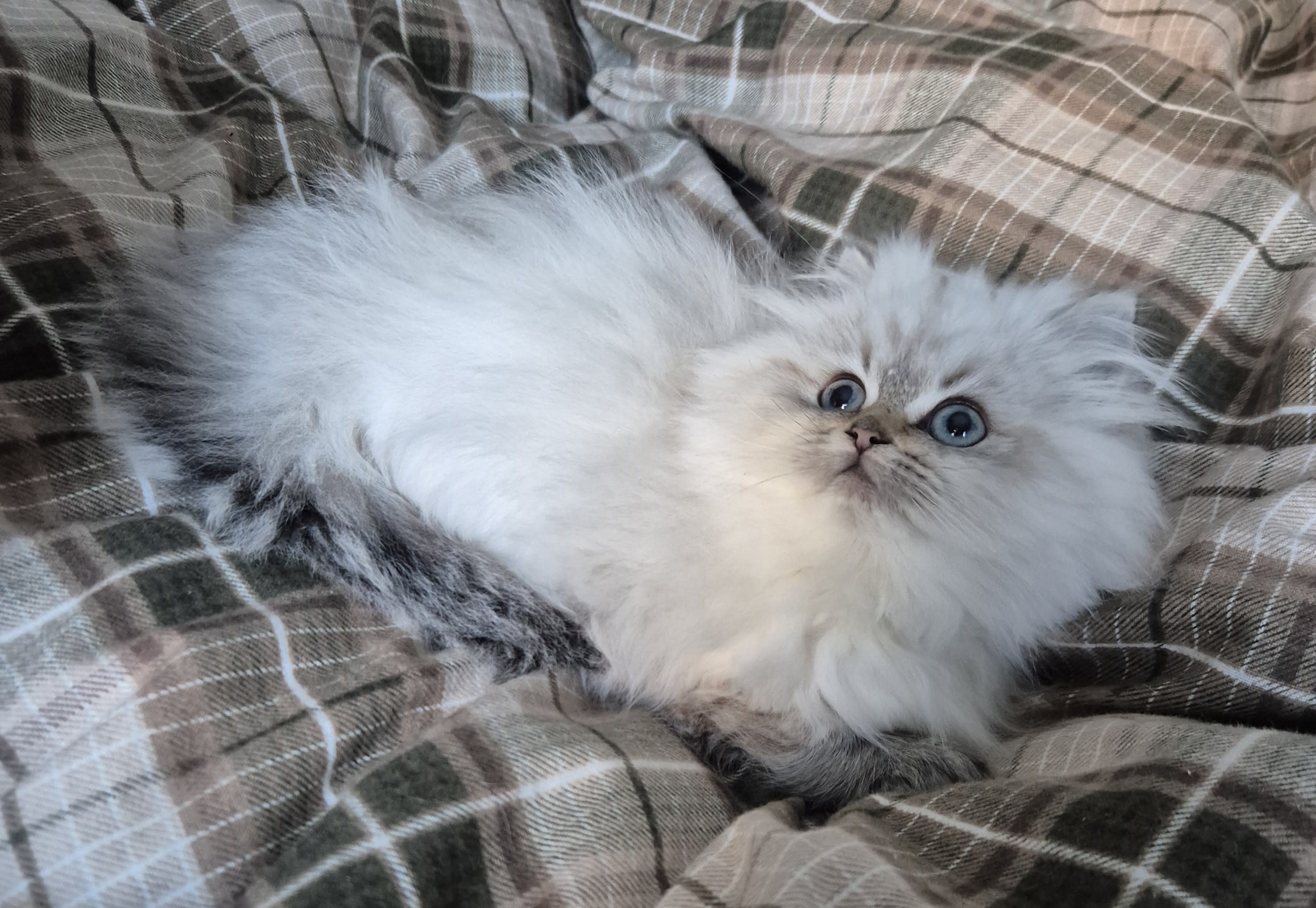 Brittiskt långhår · 2025-10-03 · Enköping · Elin K. | Get a Pet