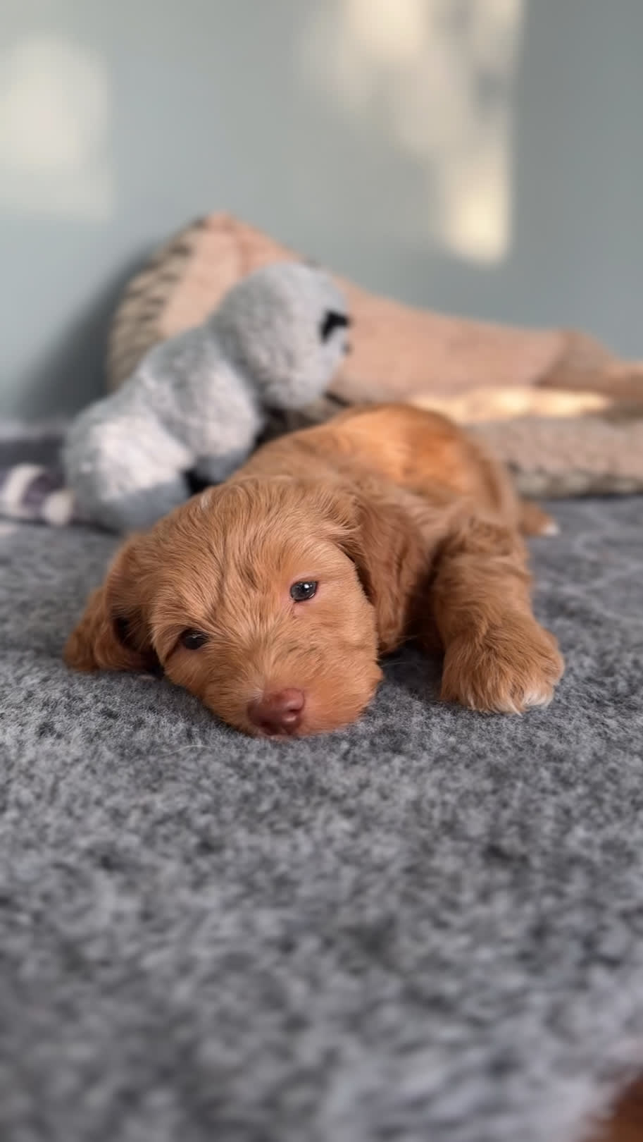 Labradoodle · Olofstorp · 101 Labradoodles
