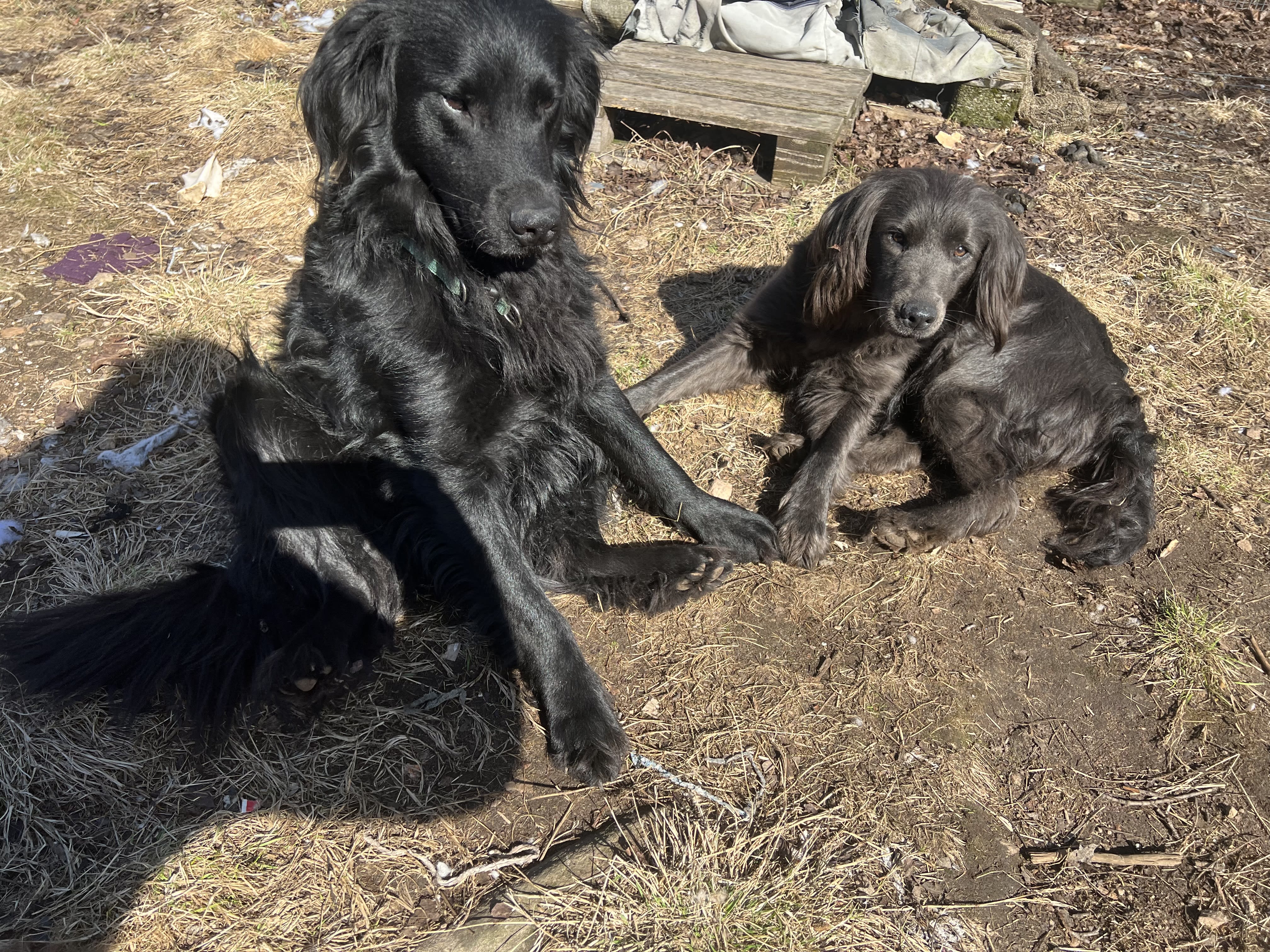 Blandras labrador, Newfoundland och bordercollie · Kil · Ulla J.