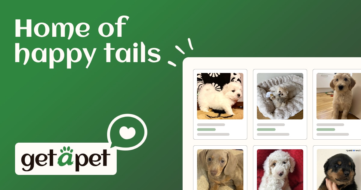 Bear Croft | Breeder of Newfoundland on Get a Pet | Get a Pet
