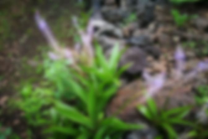 Cebolla almorrana mayor - Discover La Palma