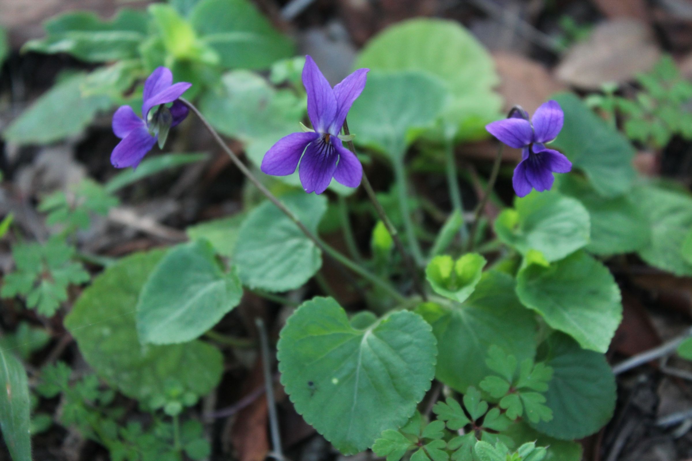 Violeta de monte - Descubre La Palma