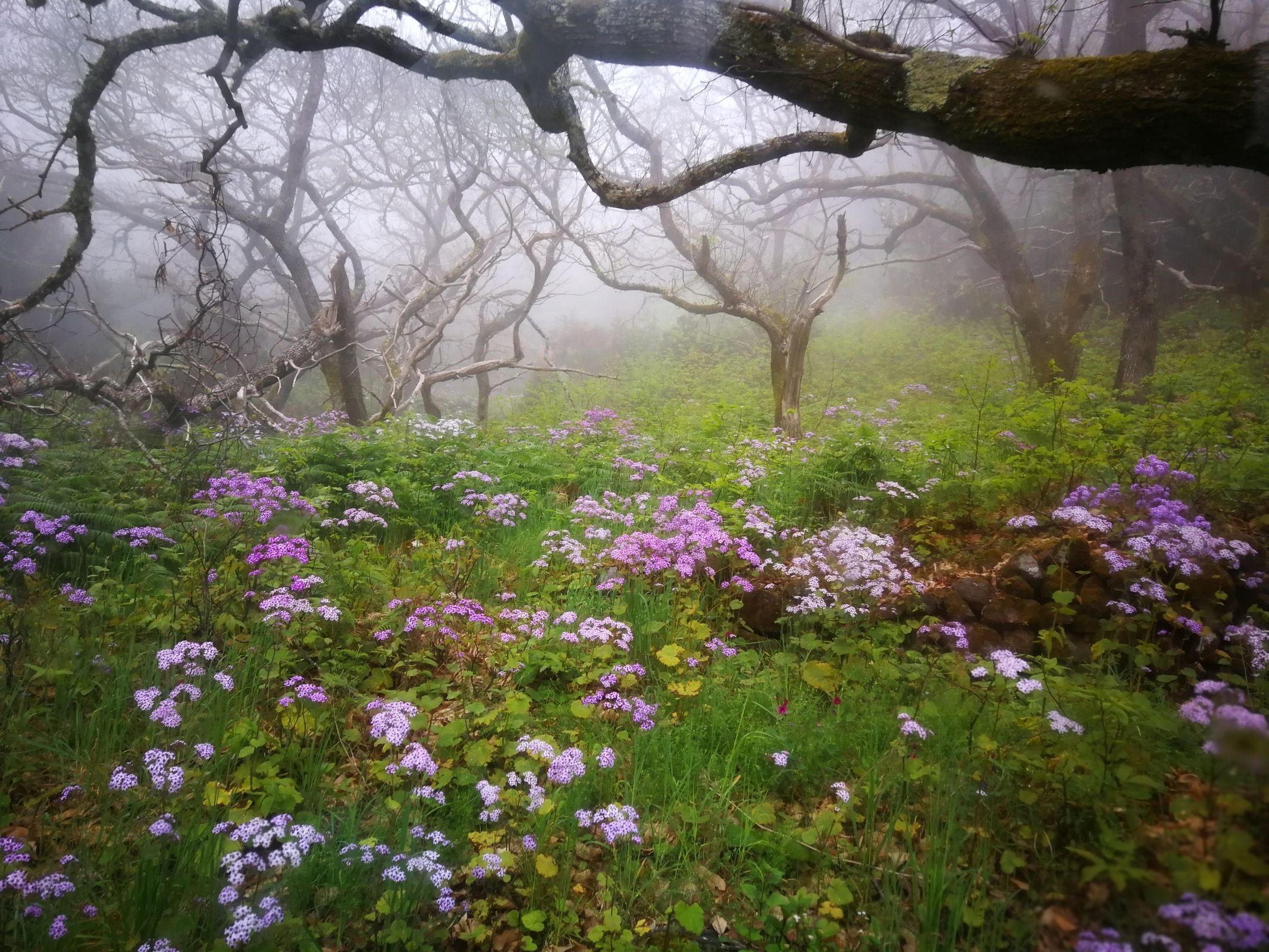 Pericallis papyracea - Discover La Palma