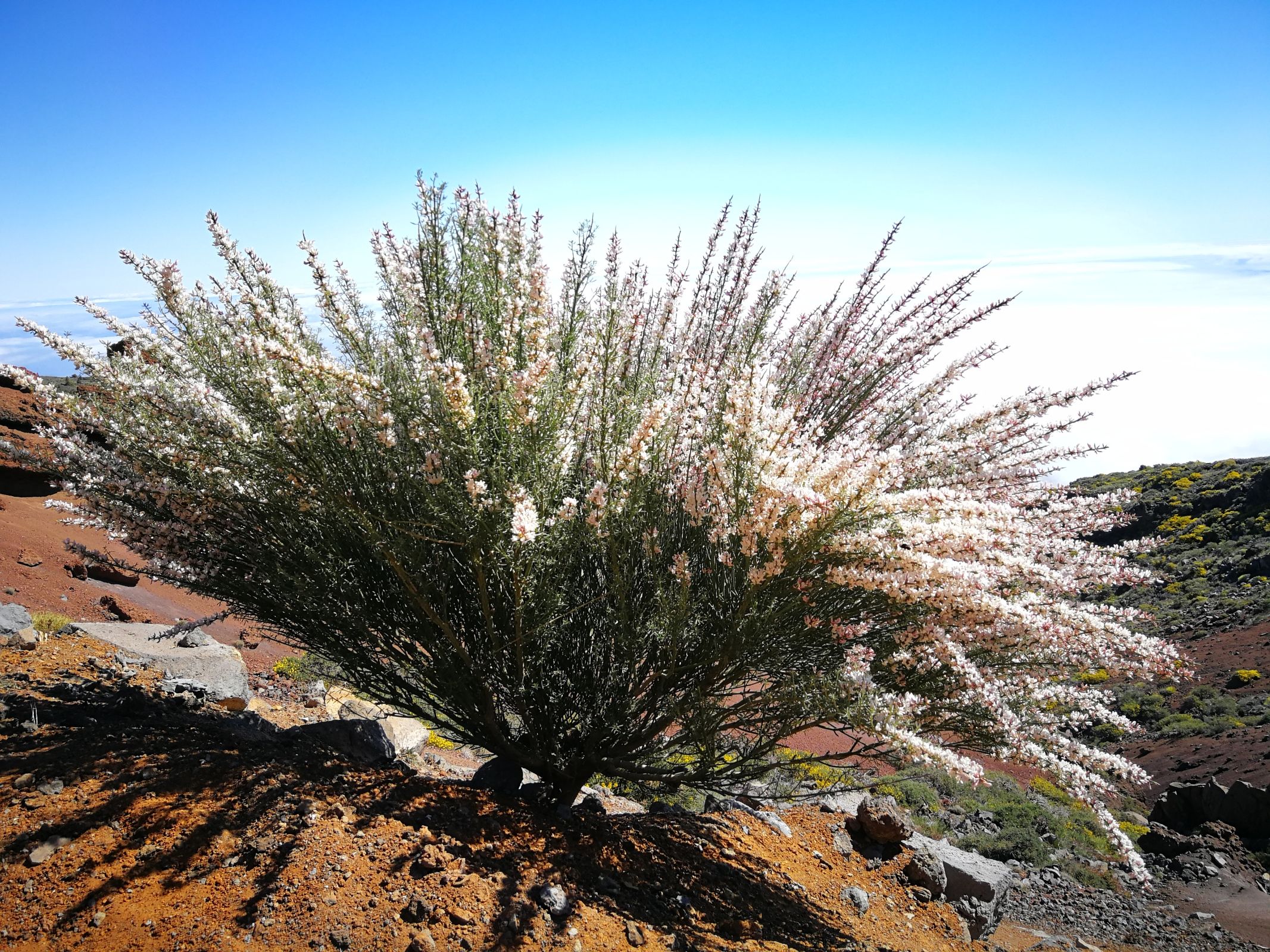 Retama de cumbre - Descubre La Palma