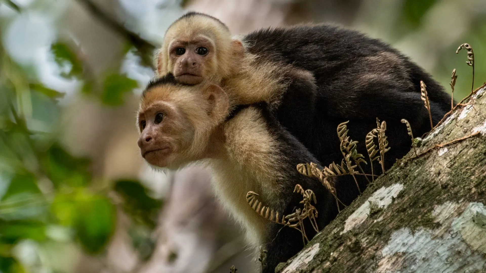 Best Time to Visit Costa Rica: When to Go to Costa Rica in 2025