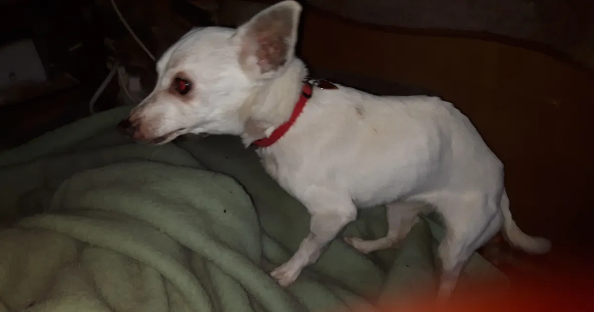 Criquette | Binôme Humain-Animal