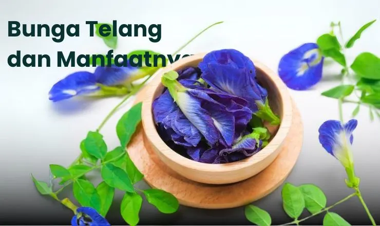 10 Manfaat Bunga Telang untuk Kesehatan