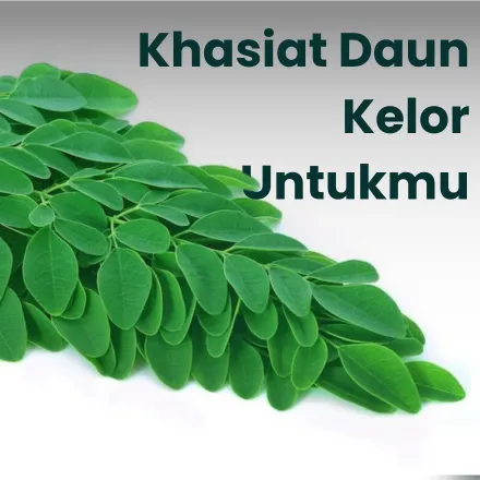 9 Manfaat Daun Kelor untuk Kesehatan yang Perlu Kamu Tahu