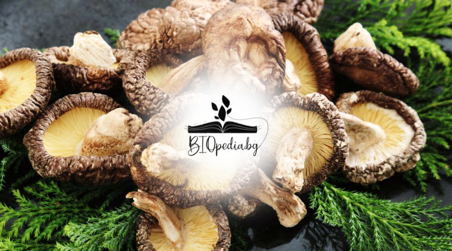 Гъби шийтаке | 4 изумителни ПОЛЗИ + как да си приготвим