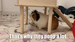 Guinea Pig Potty Training: Easy Methods That Work