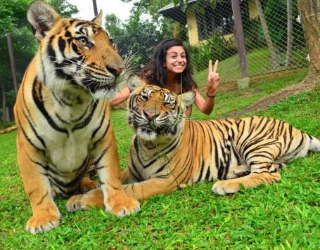 The tiger kingdom