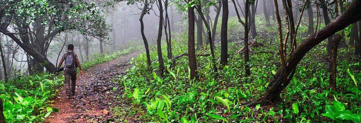 Turahalli forest trek Image